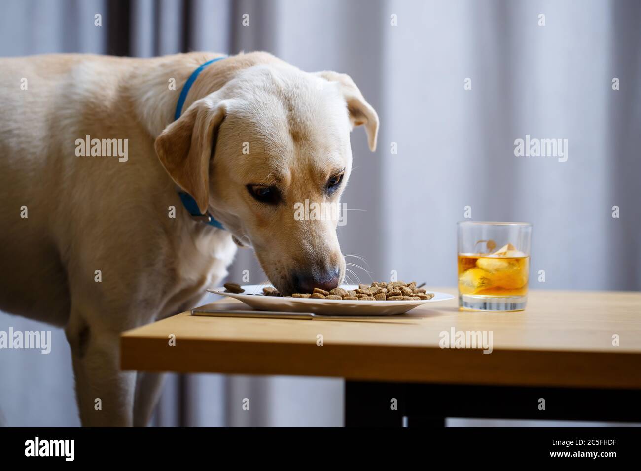 The dog wants food on a plate, but does not have permission from its ...