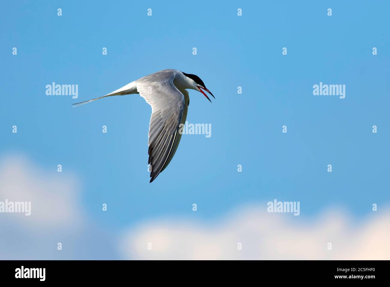 Flying bird. Blue sky background. Bird: Common Tern. Sterna hirundo ...