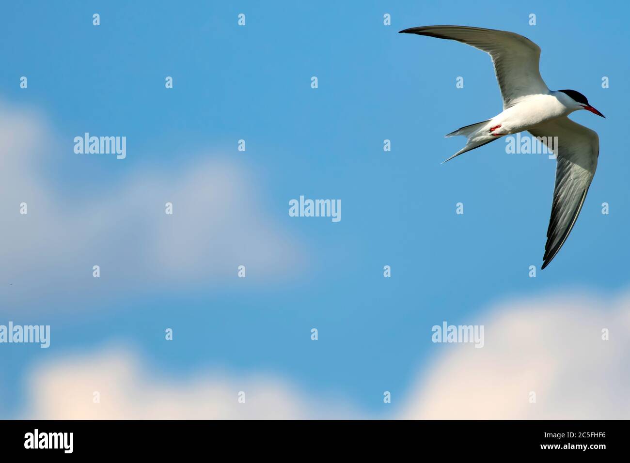Flying bird. Blue sky background. Bird: Common Tern. Sterna hirundo ...