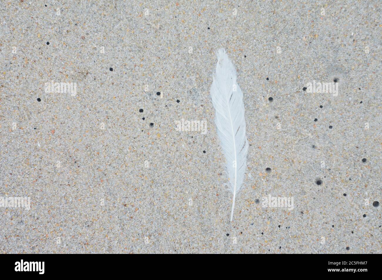 White Seagull Feather on the Sand Stock Photo - Alamy
