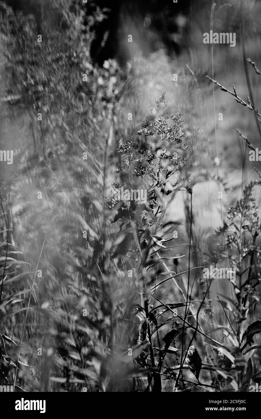 Black and White Nature Still Life Stock Photo - Alamy