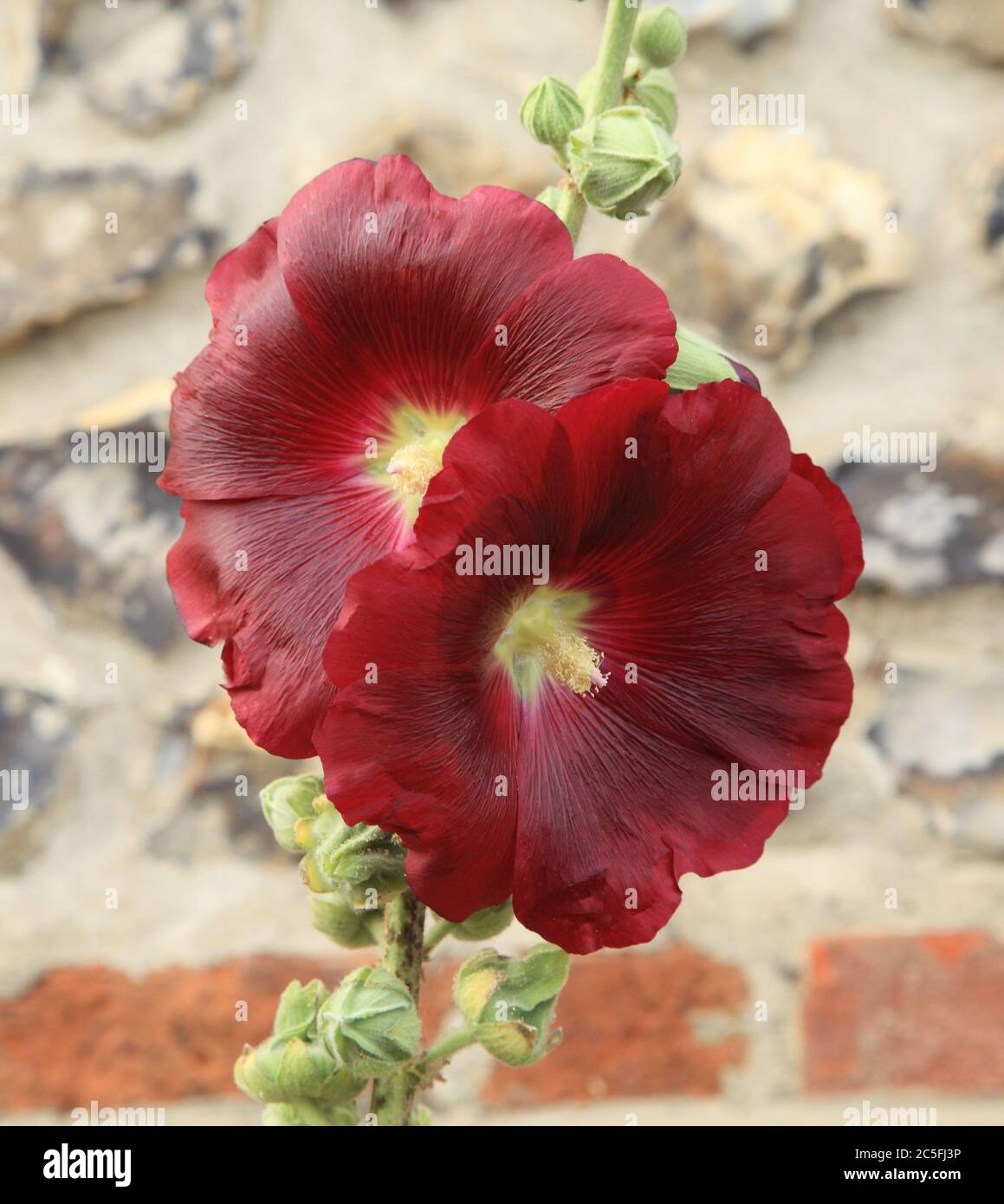 Alcea rosea, Hollyhock, hollyhocks, dark red pink, flower Stock Photo ...