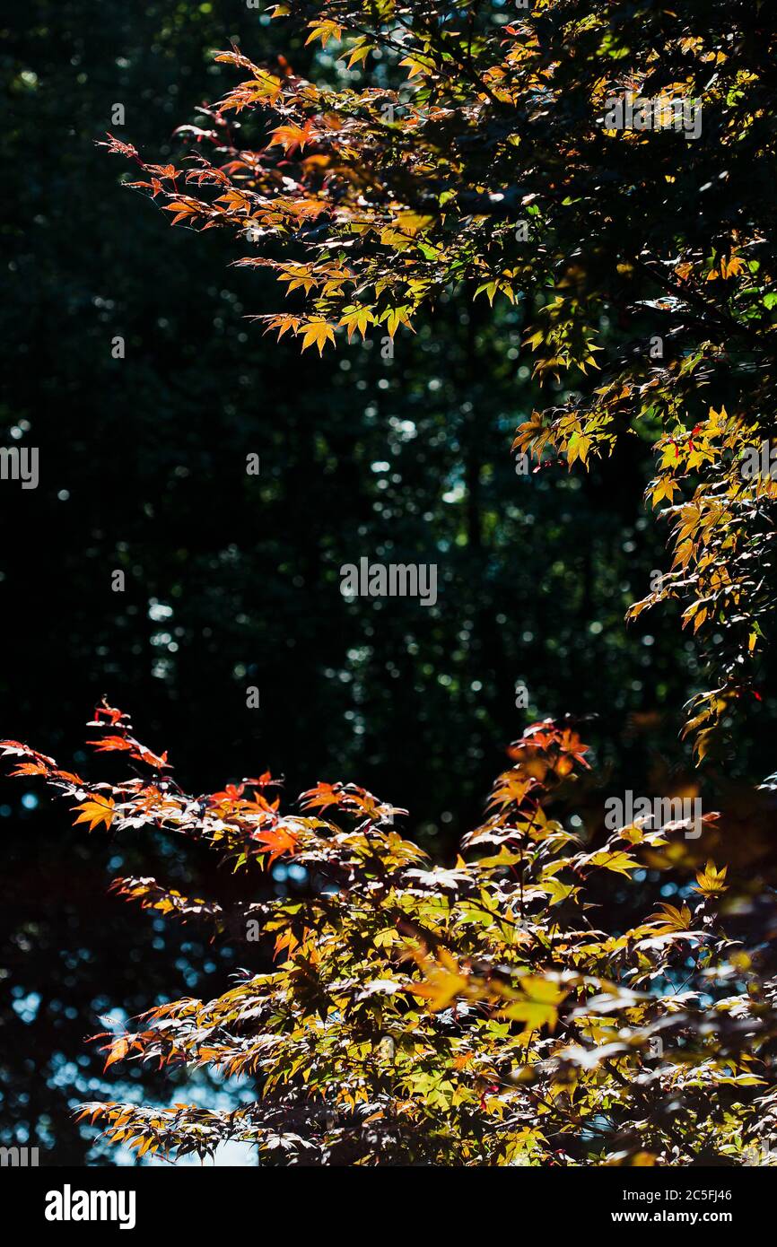 Maple Leaves Turn Brilliant Colors in the Fall Season Stock Photo - Alamy