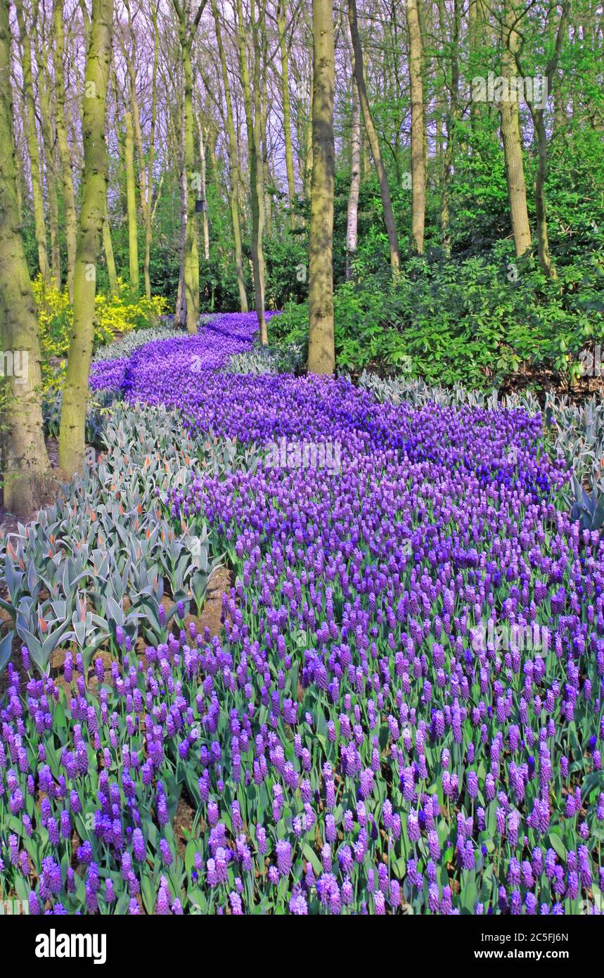 Purple Flower Path of Keukenhof Gardens Stock Photo - Alamy