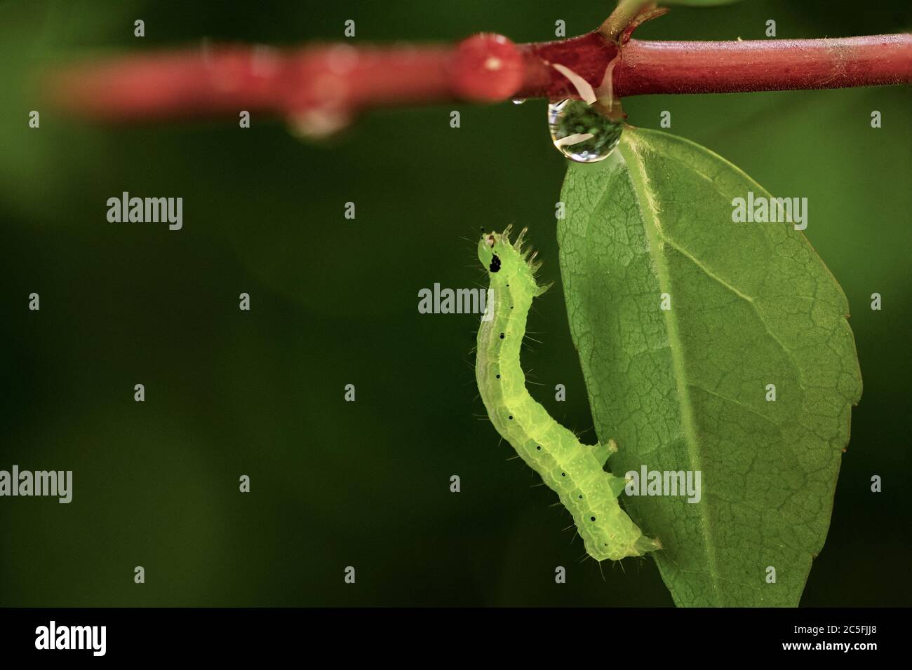green caterpillars moving around the plants of my garden, macro ...