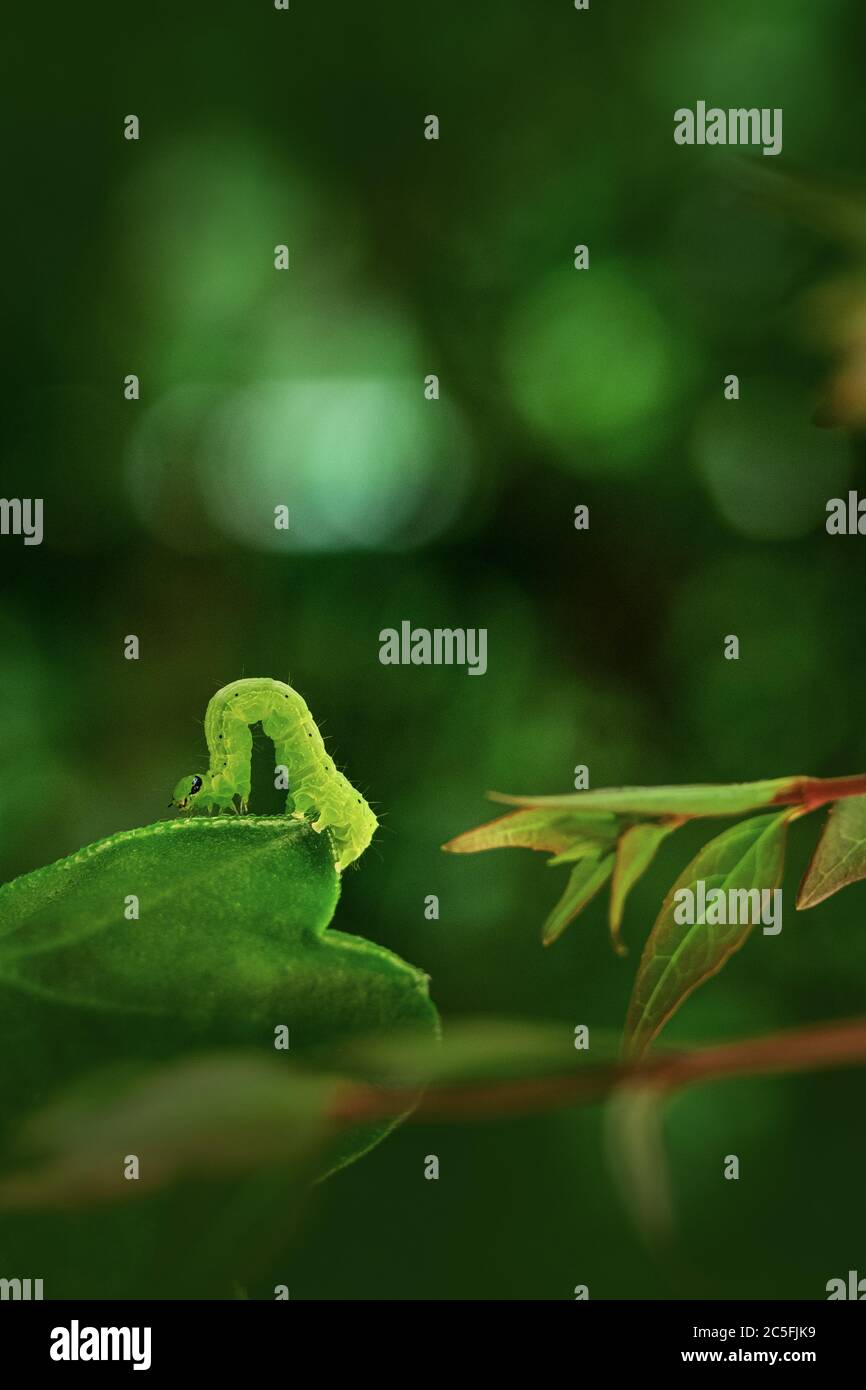 Caterpillars moving hi-res stock photography and images - Alamy