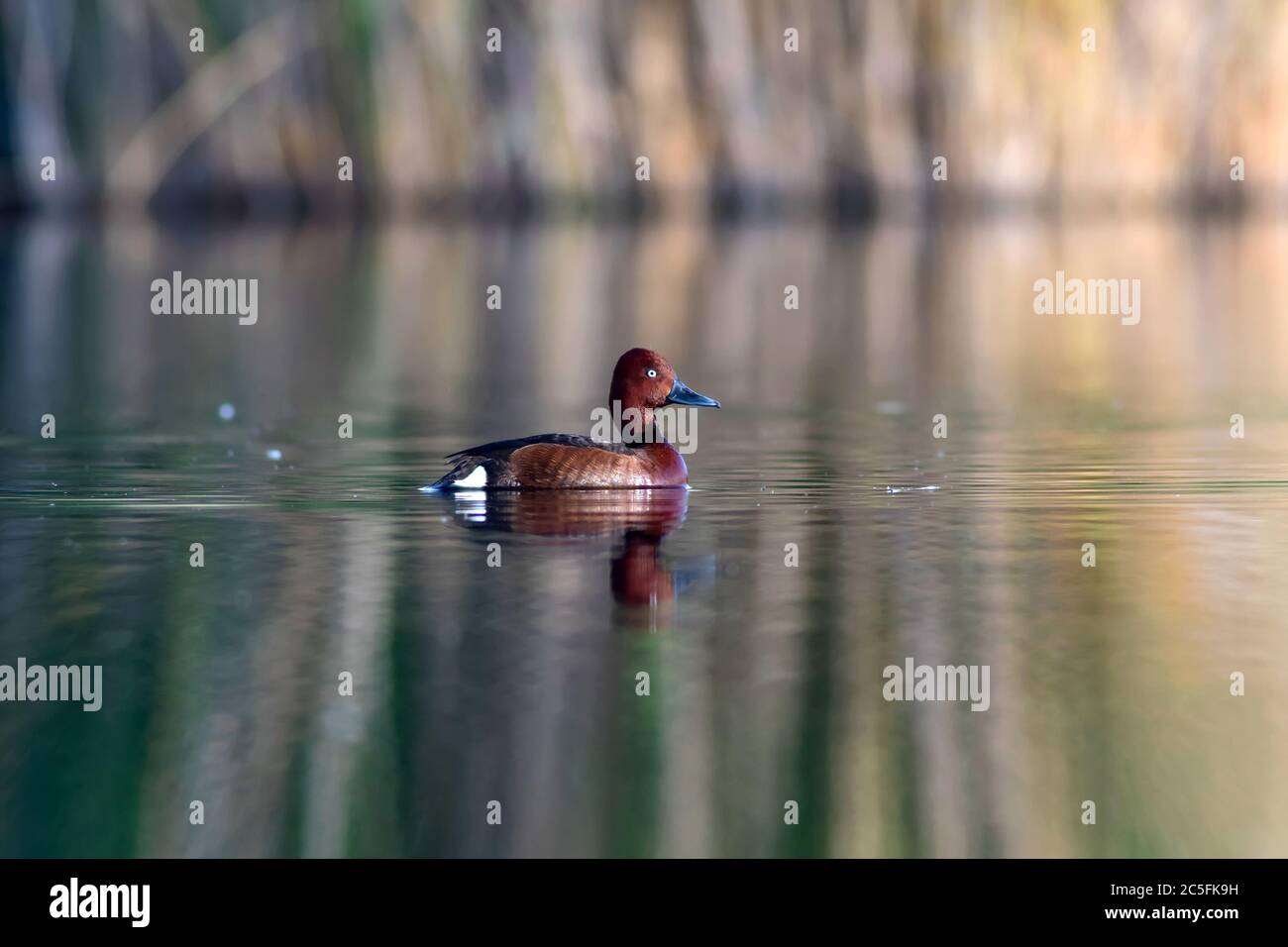Swimming duck. Natural lake habitat background. Bird: Ferruginous Duck ...