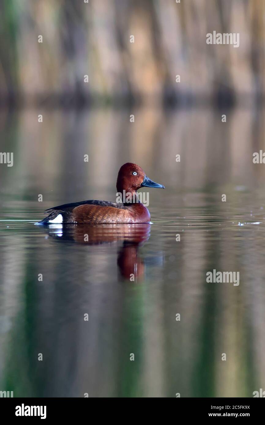 Swimming duck. Natural lake habitat background. Bird: Ferruginous Duck ...