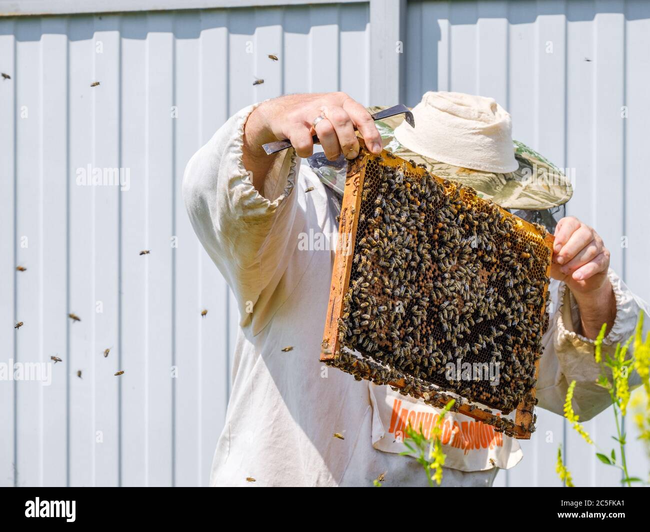 Russian honey bees hi-res stock photography and images - Alamy