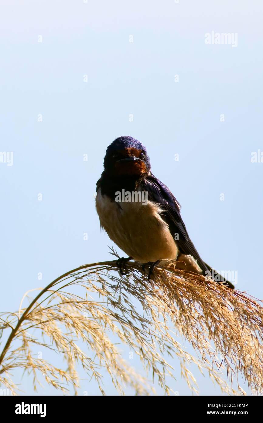 Cute common bird barn swallow. Hirundo rustica. Blue sky background ...