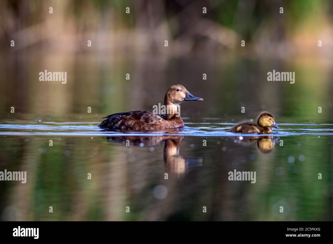 Swimming duck family. Water nature background.Duck: Common Pochard ...