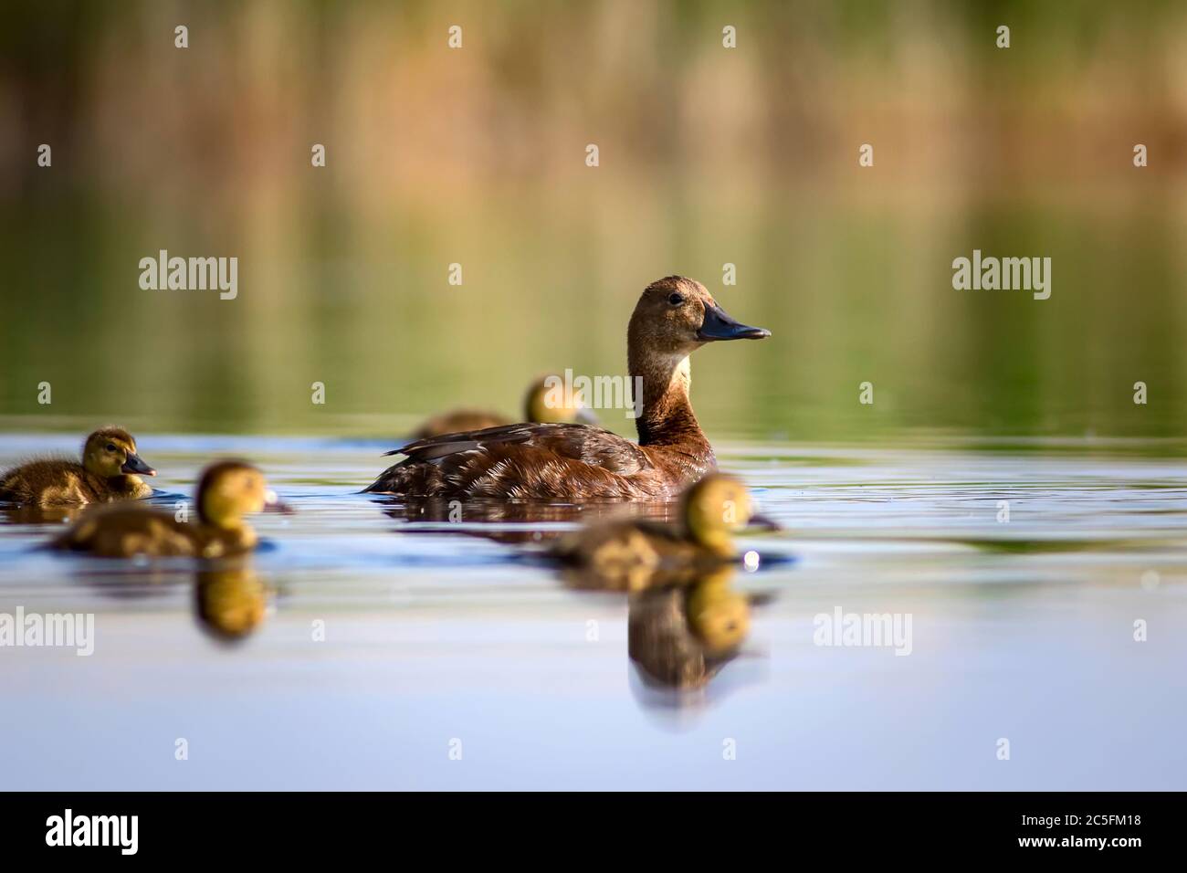 Swimming duck family. Water nature background.Duck: Common Pochard ...