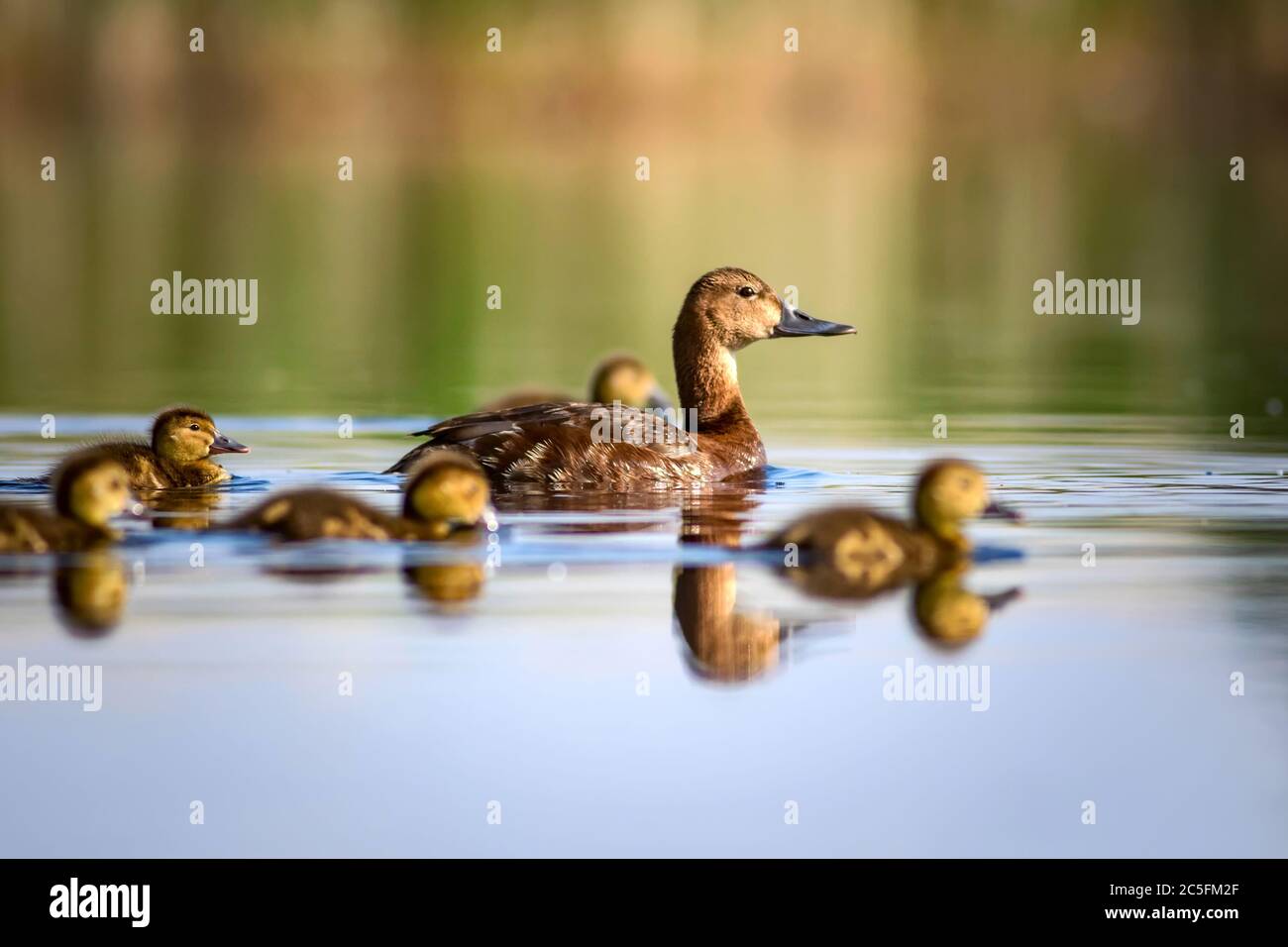 Swimming duck family. Water nature background.Duck: Common Pochard ...