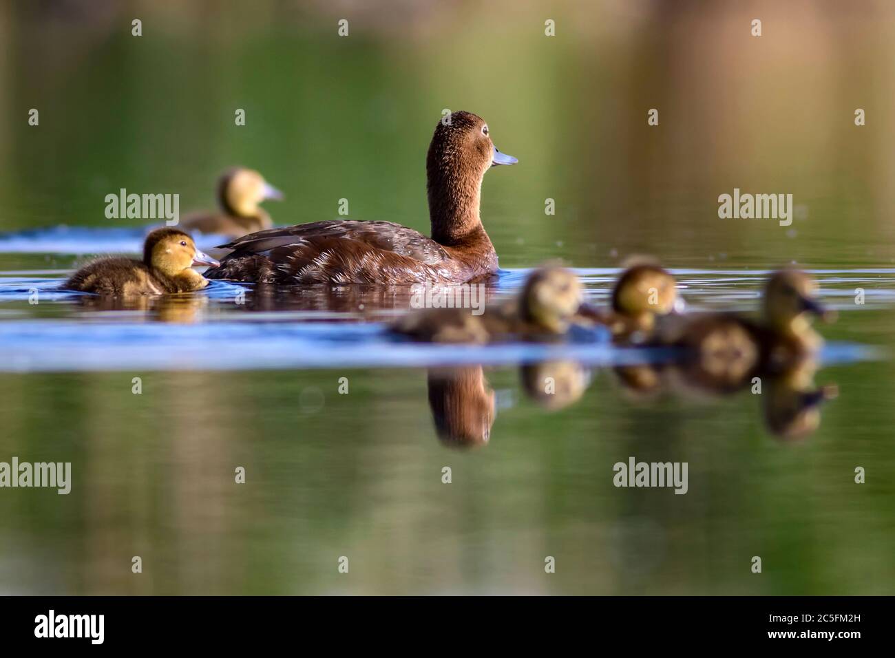 Swimming duck family. Water nature background.Duck: Common Pochard ...