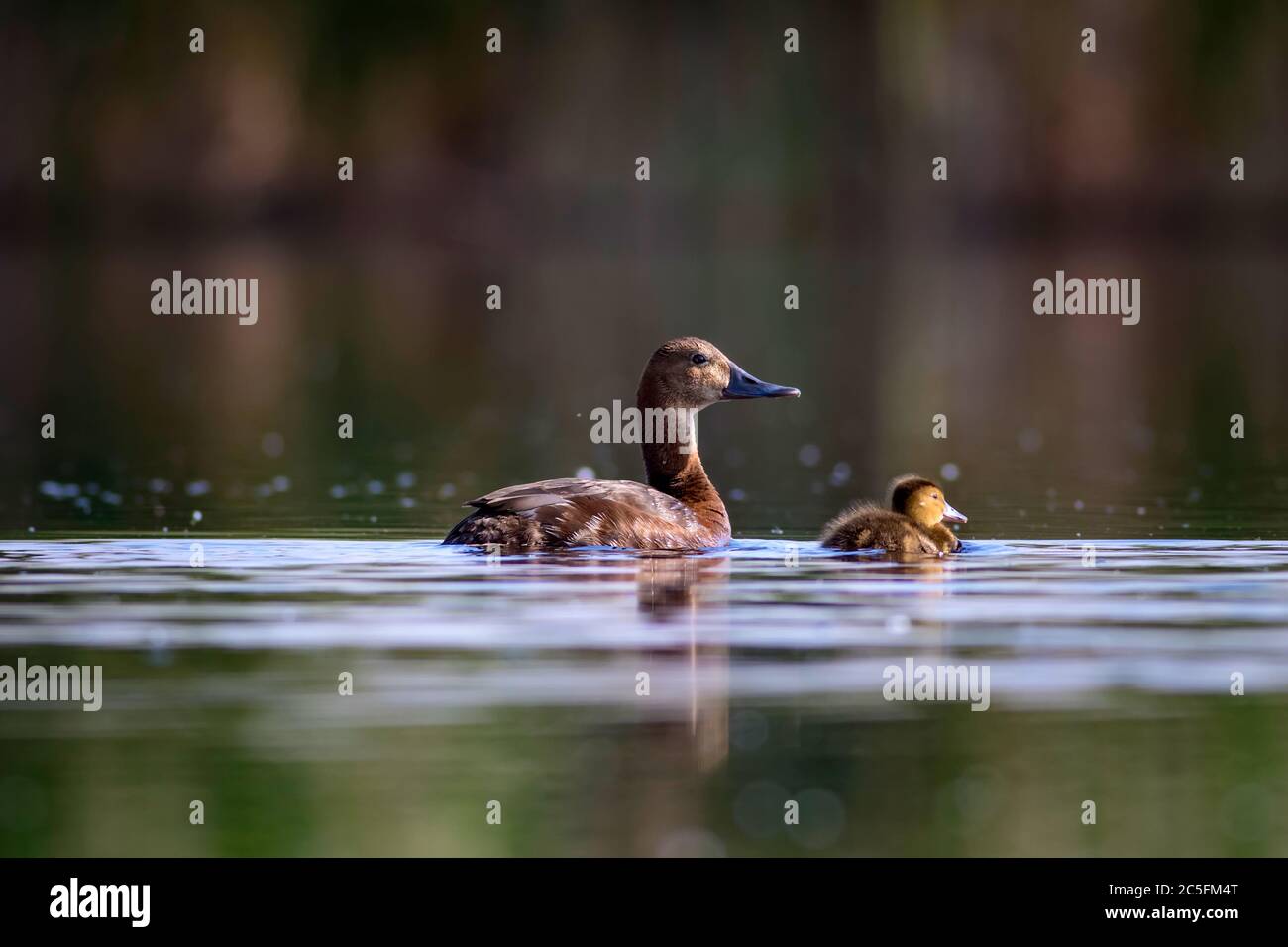 Swimming duck family. Water nature background.Duck: Common Pochard ...