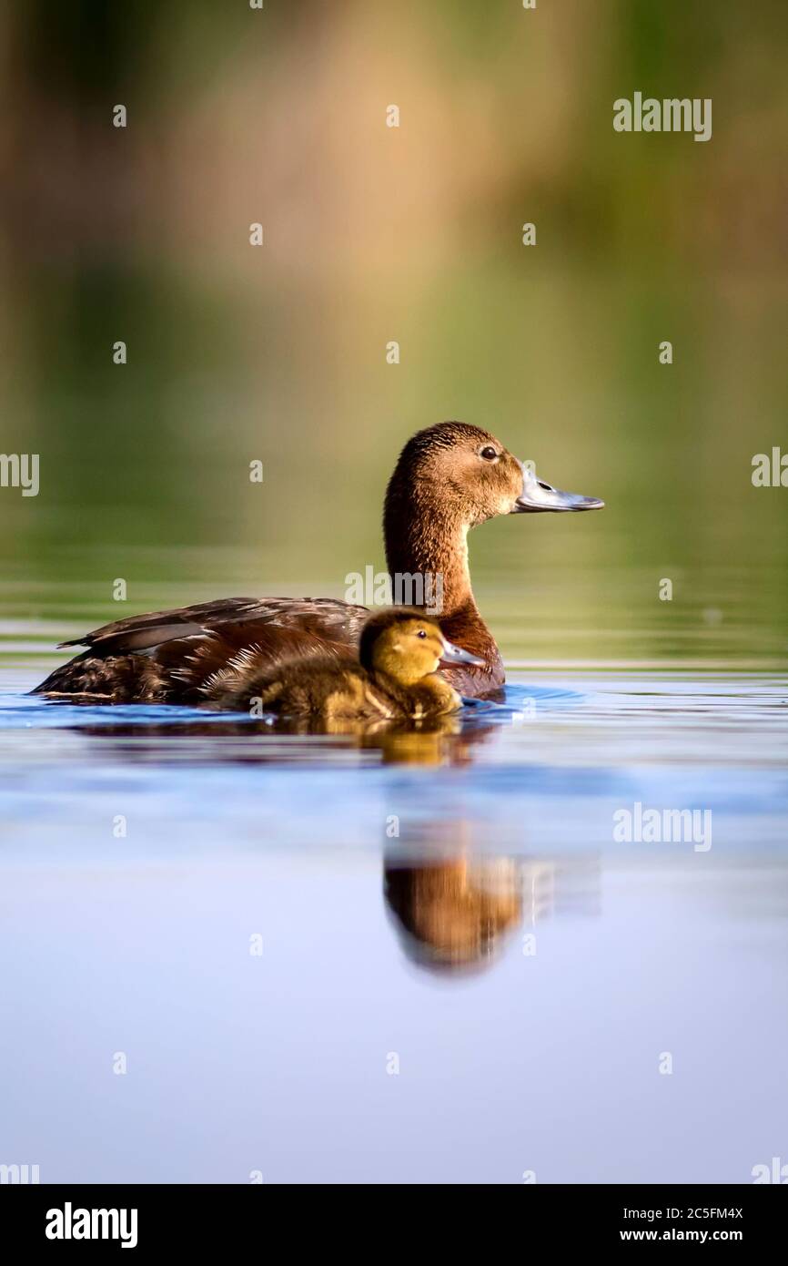 Swimming duck family. Water nature background.Duck: Common Pochard ...