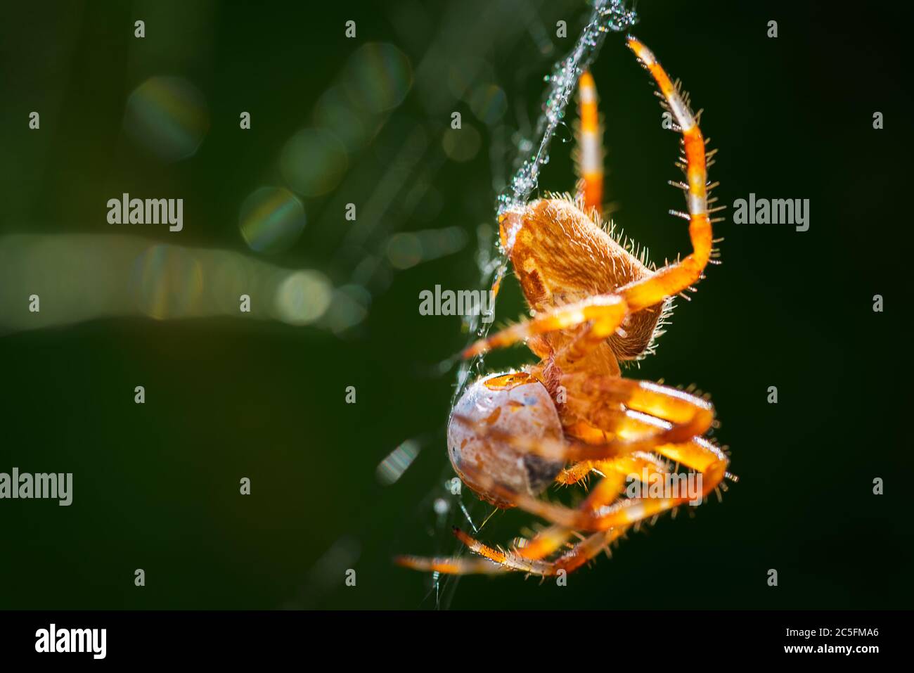 Ladybug and spider web hi-res stock photography and images - Alamy