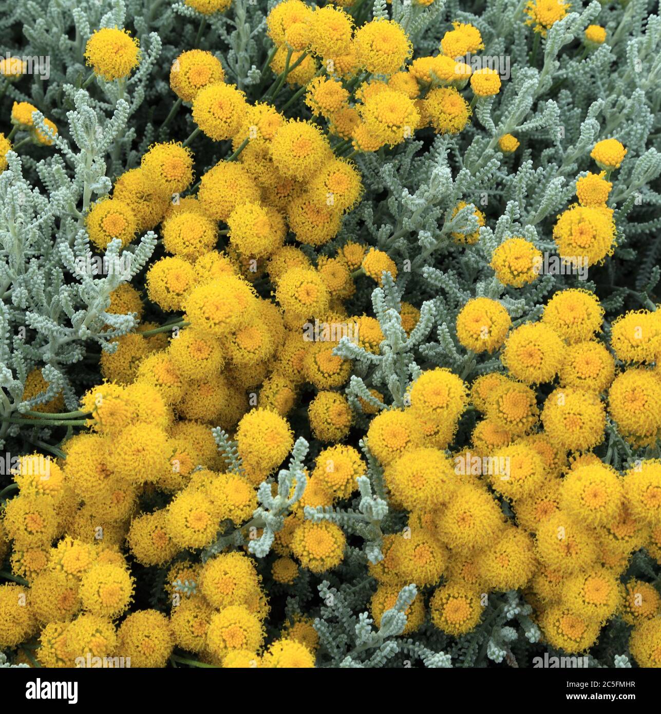 Lavender Cotton Santolina Chamaecyparissus High Resolution Stock ...