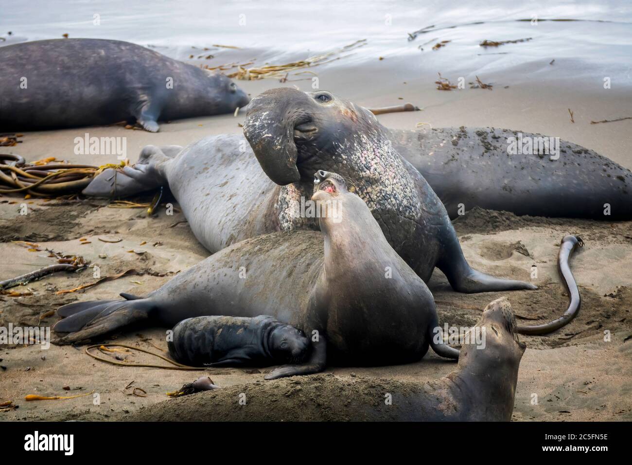Male, female and pup northern elephant seals together on beach in ...