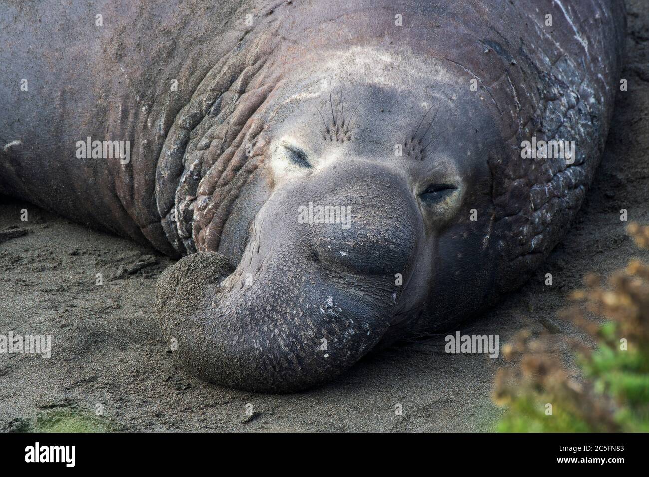 Huge Male Northern Elephant Seal Rests With Proboscis Nose On A Beach