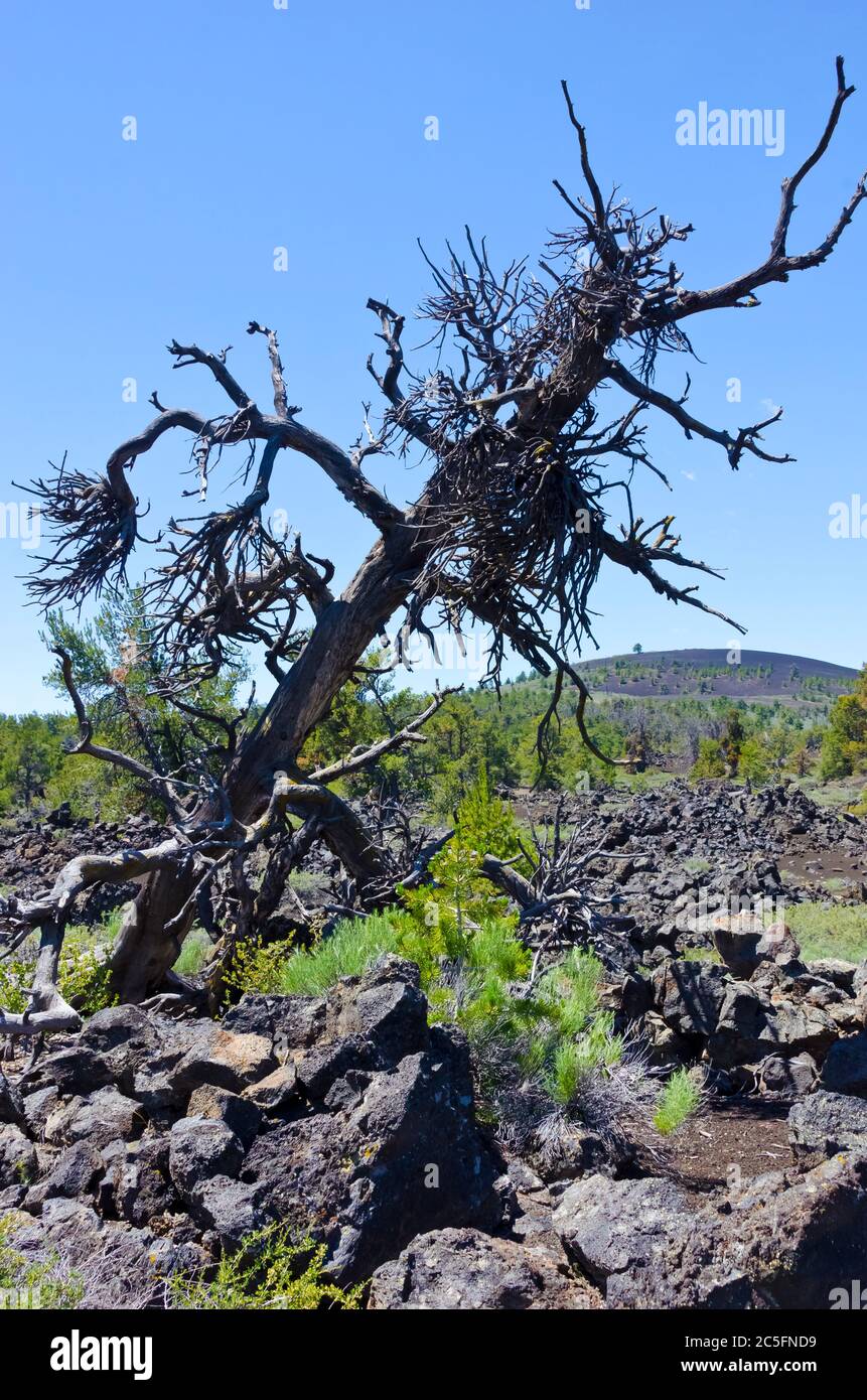 Dead tree infected with Dwarf mistletoe, in Craters of the Moon ...
