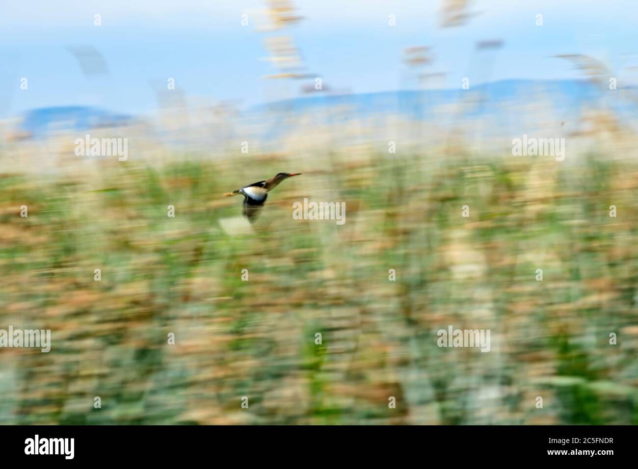 Abstract nature. Birds.The art of panning. Flying birds. Motion blur ...