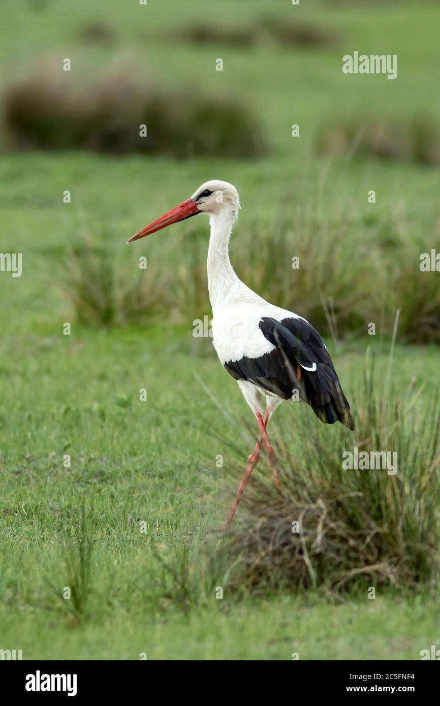 Green nature background and cute bird stork Stock Photo - Alamy