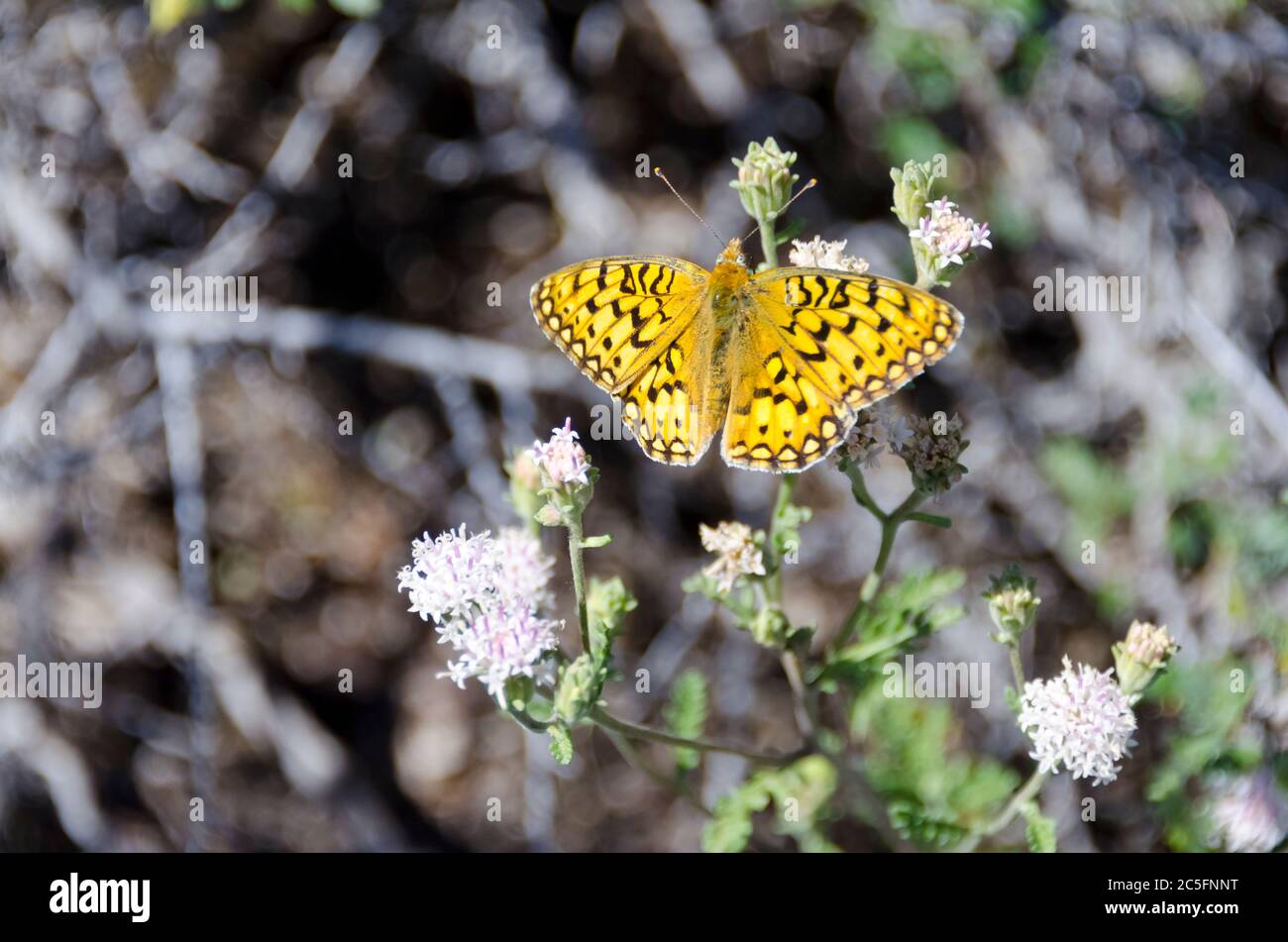 Coronis Fritillary butterfly from the Craters of the Moon National ...