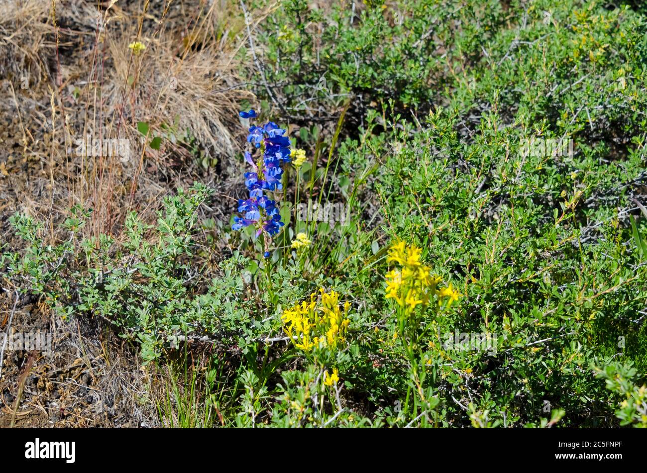 Blue Penstemon flower in the Craters of the Moon National Monument ...