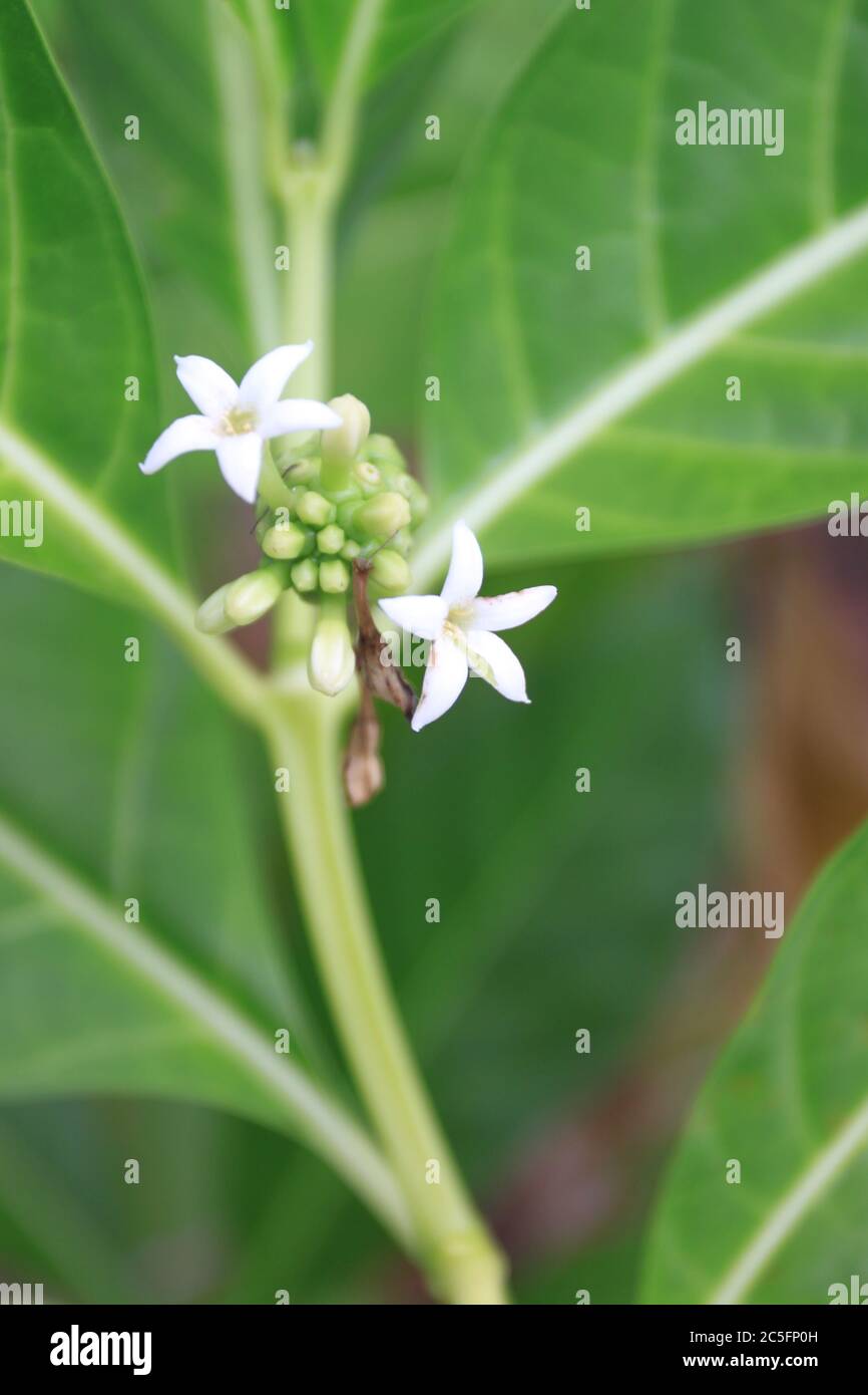 Noni plant hi-res stock photography and images - Alamy
