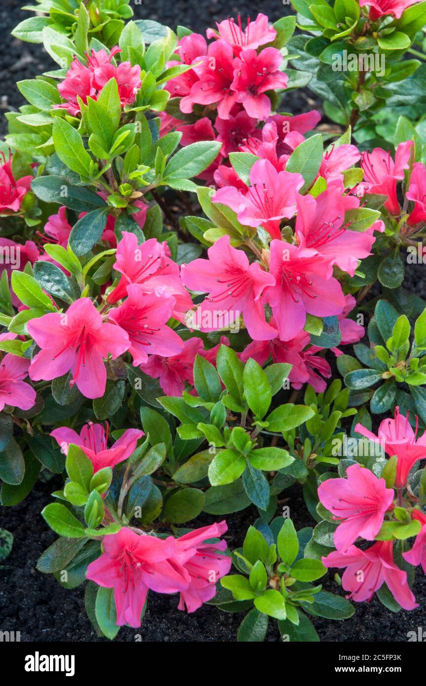 Rhododendron Azalea Geisha Red plant in flower in mid spring. These are ...