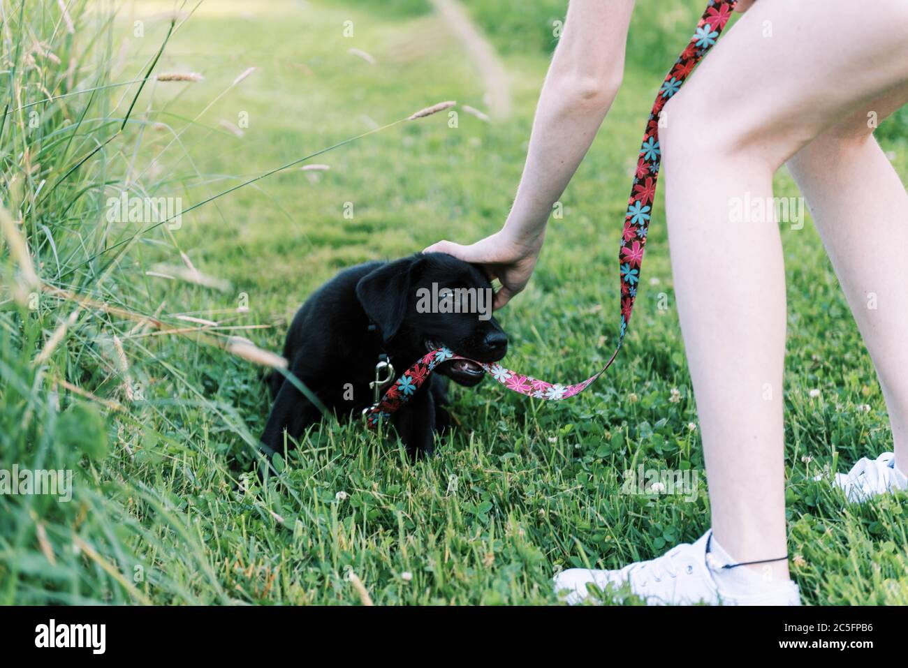 Black Labrador Dog Chewing On High Resolution Stock Photography and ...