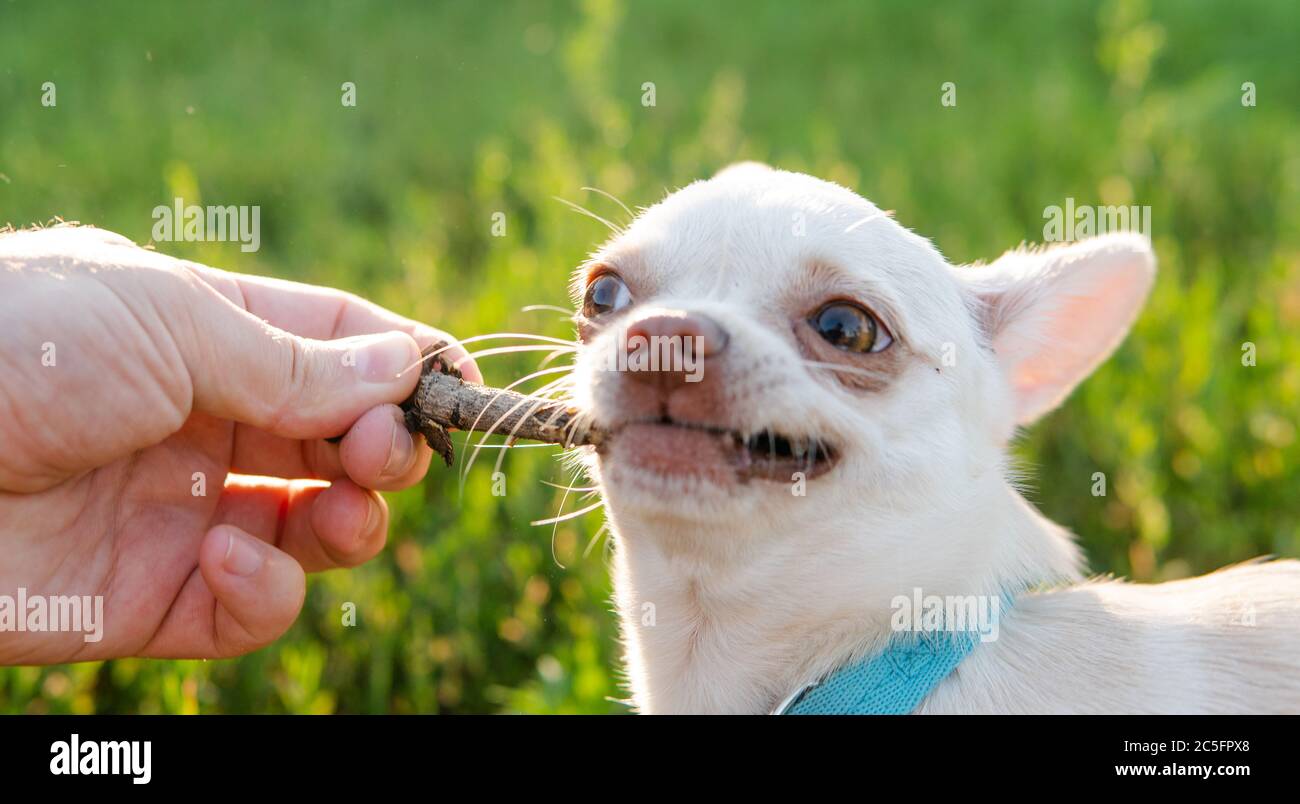 Chihuahua dog. Breeding and caring for dogs and puppies of a Chihuahua ...