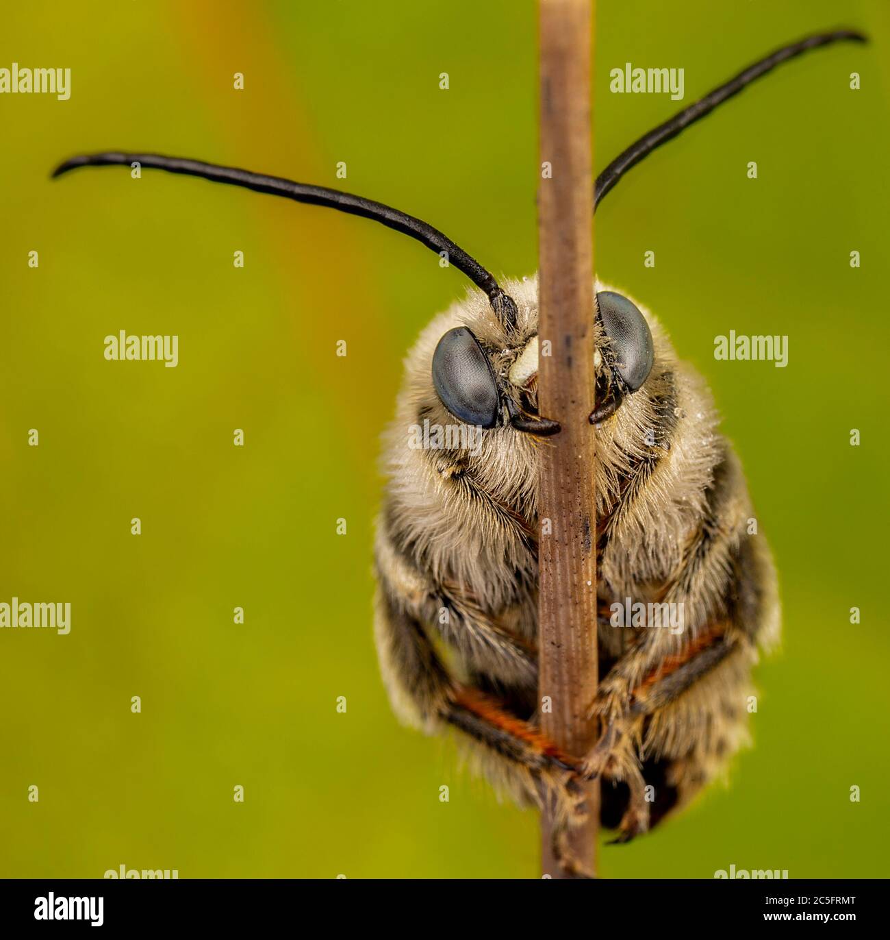 Little bee sleeping while bite a branch Stock Photo - Alamy