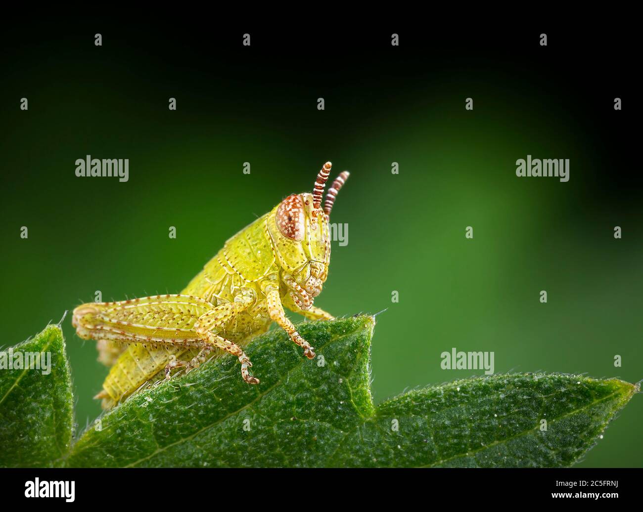 Baby grasshopper hi-res stock photography and images - Alamy