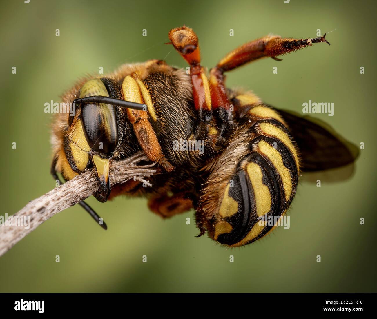 Anthidium florentinum manicatum sleeping attached to a branch with his ...