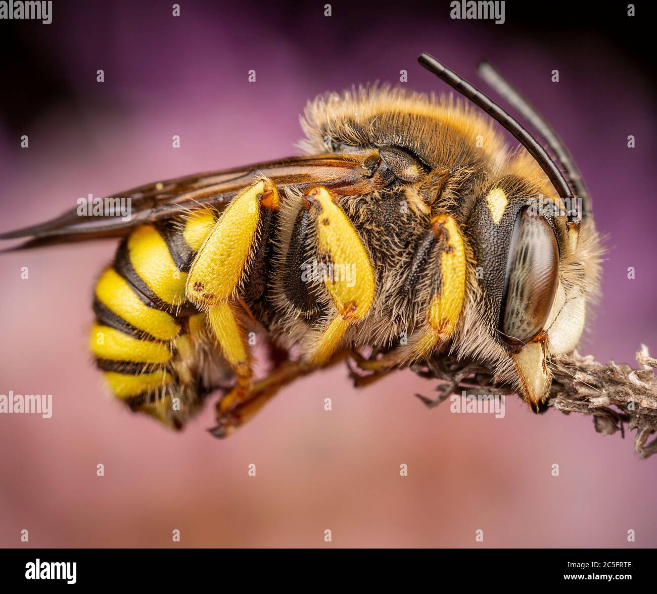 Male of Trachusa interrupta bee sleeping biting a little branch Stock ...