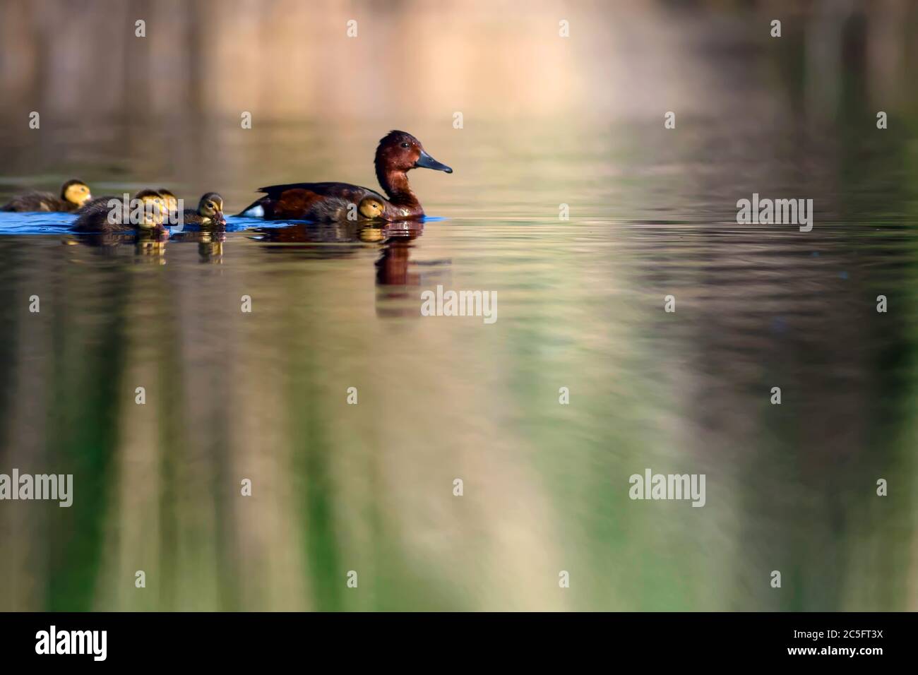Swimming ducks. Natural lake habitat background. Bird: Ferruginous Duck ...