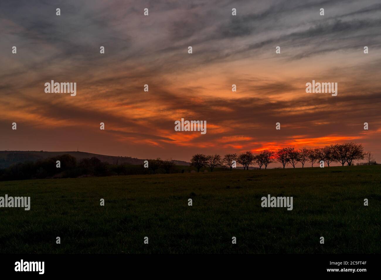 Sunset over a line of apple trees standing in a row Stock Photo - Alamy