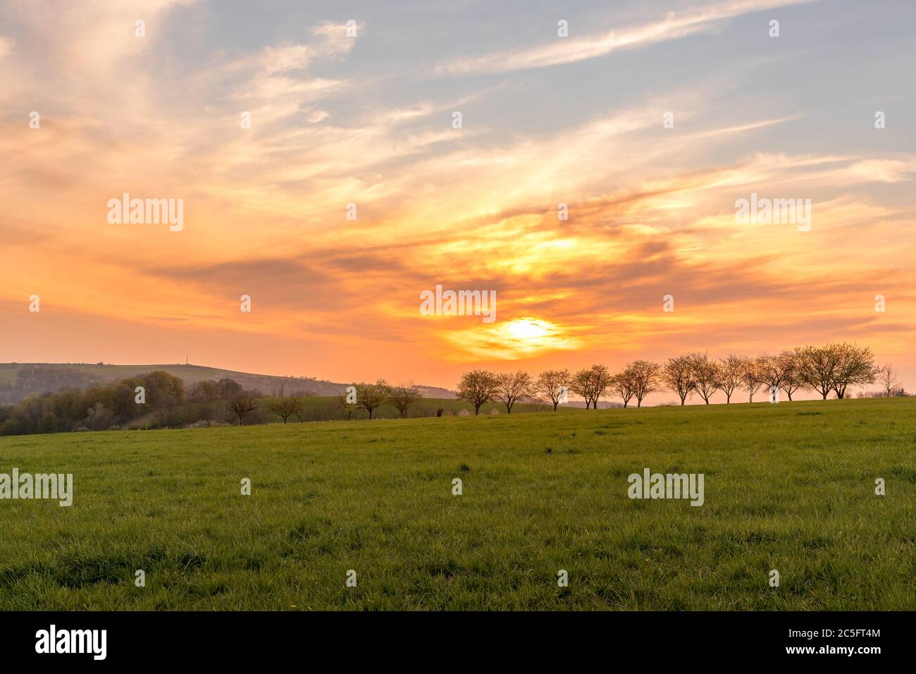 Sunset over a line of apple trees standing in a row Stock Photo - Alamy