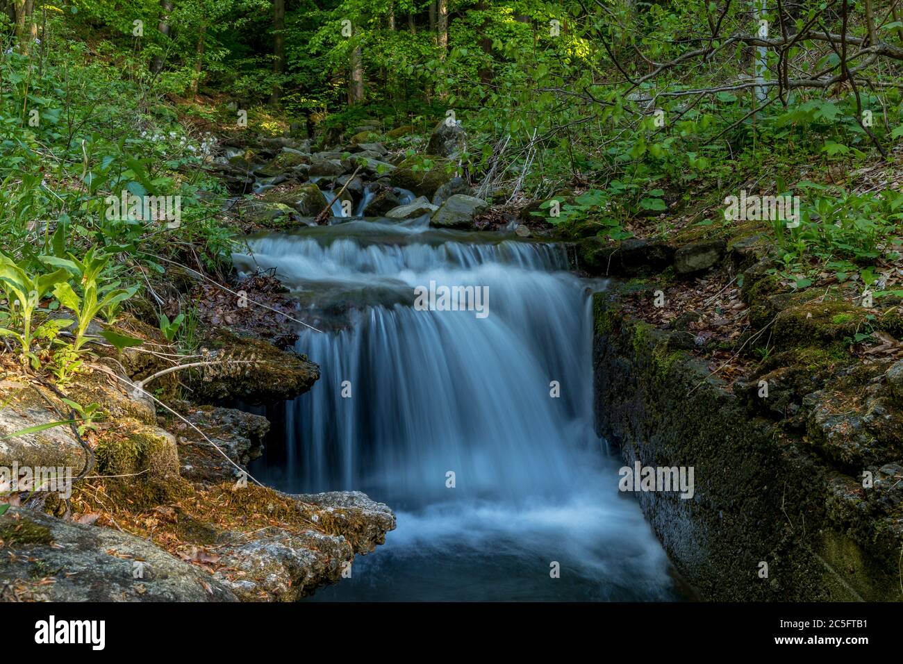 A mountain stream flowing through a landscape in a dense forest ...
