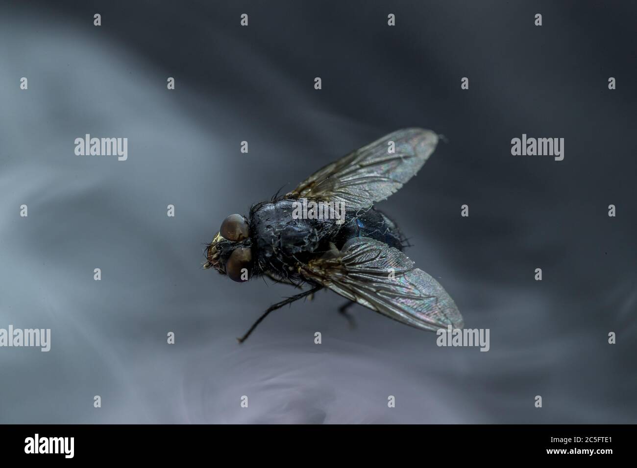 Housefly - Musca domestica close-up macro view while flying in smoke on ...