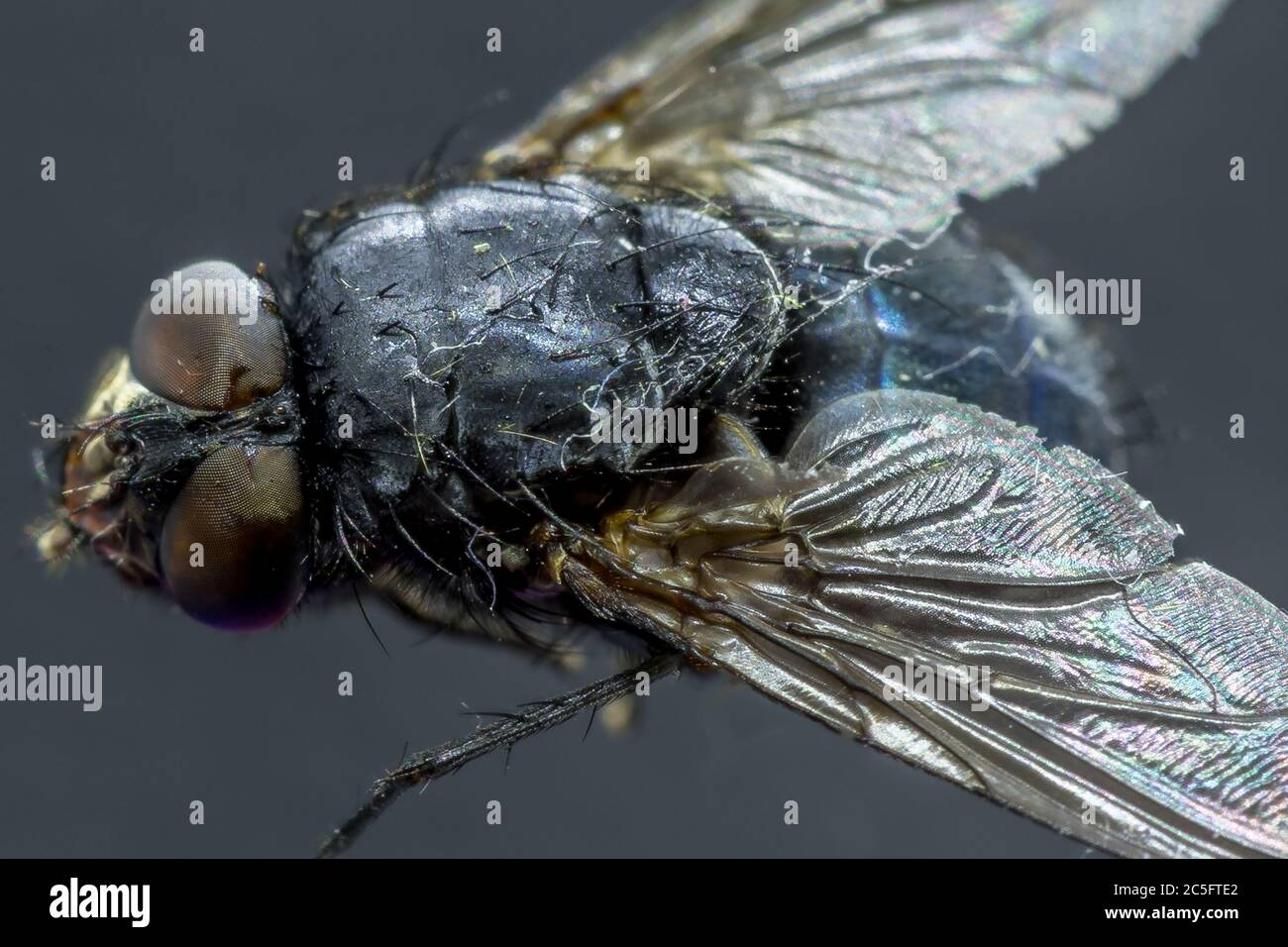 Housefly - Musca domestica close-up macro view while flying in smoke on ...