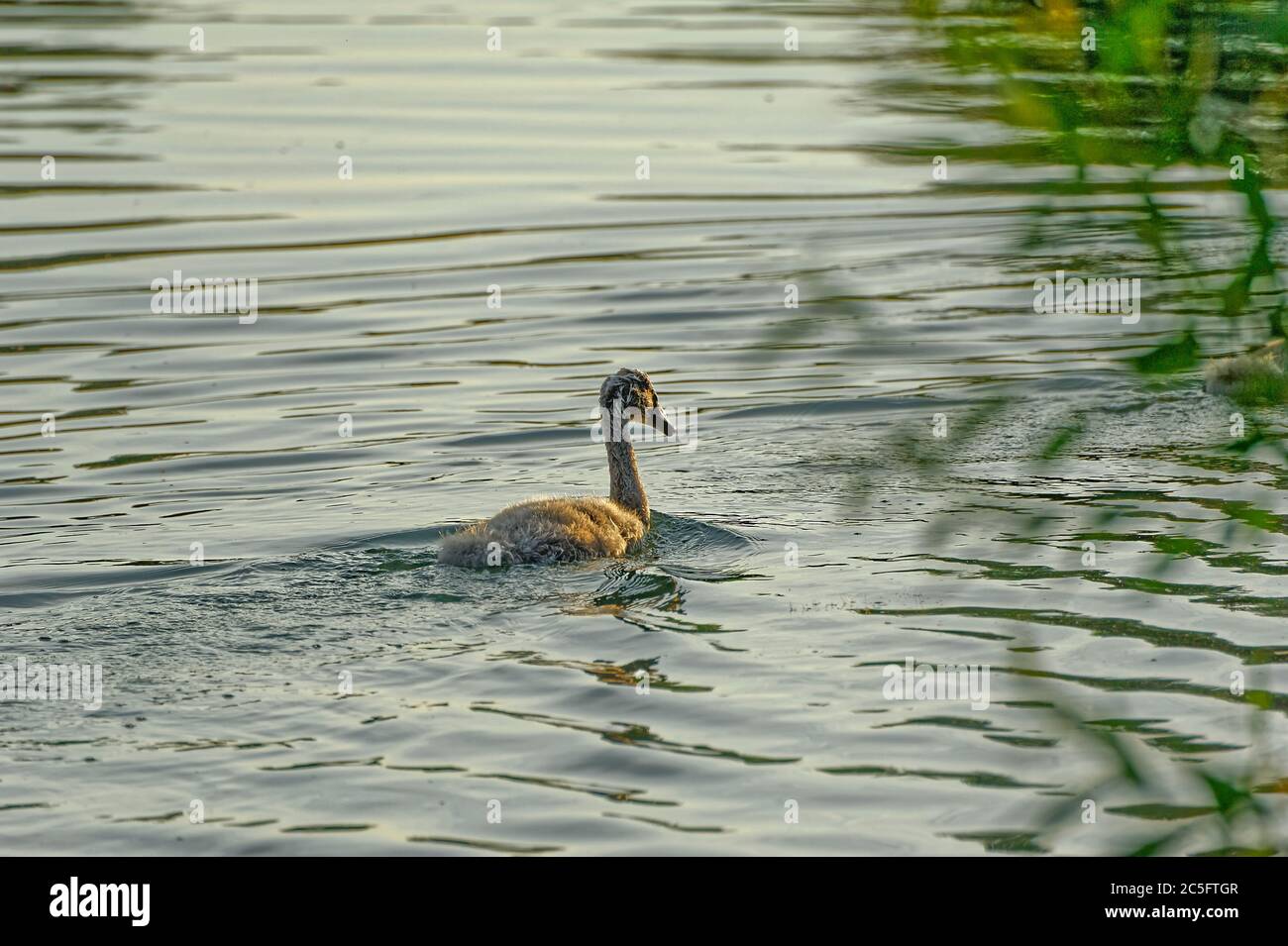 Ente und Schwan in Limmer Schleuse,Hannover Stock Photo - Alamy