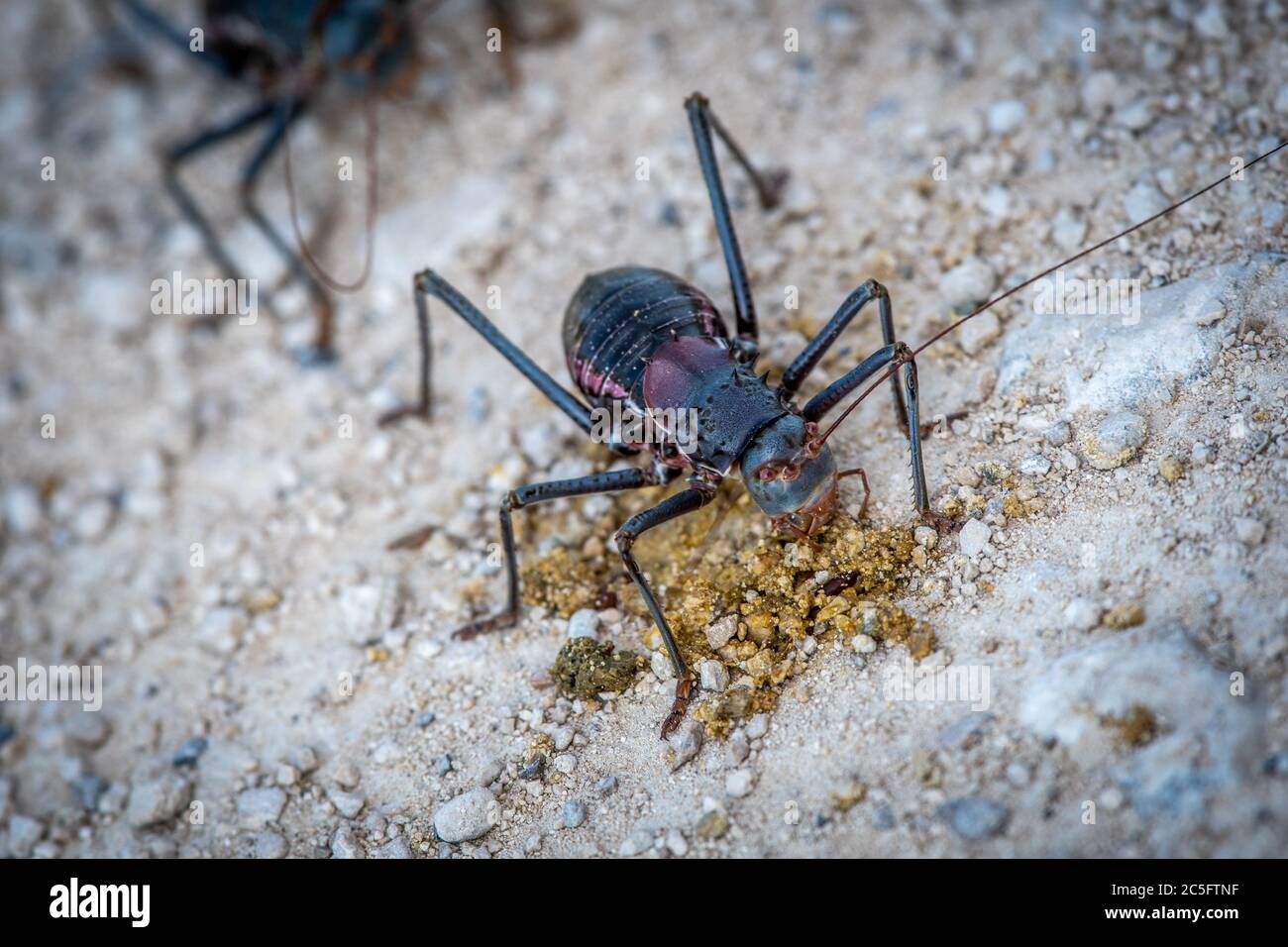 Armored Cricket (Acanthoplus discoidalis) in Etosha National Park ...