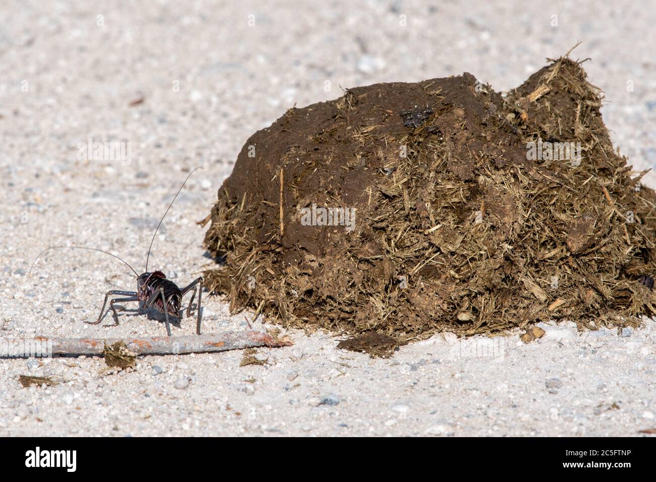 Armored Cricket (Acanthoplus discoidalis) in Etosha National Park ...