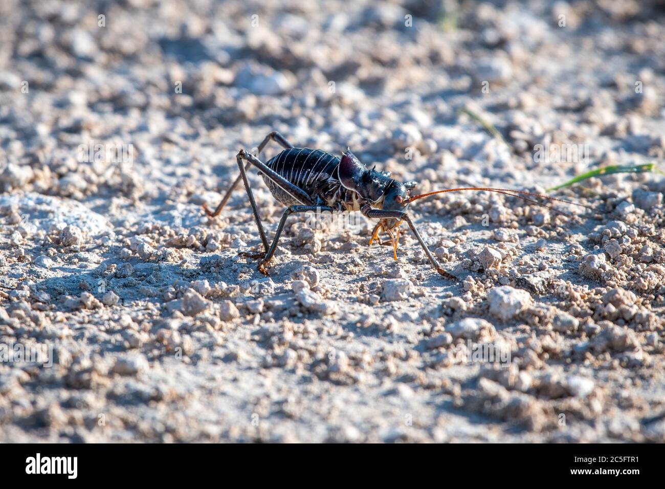 Armored cricket hi-res stock photography and images - Alamy