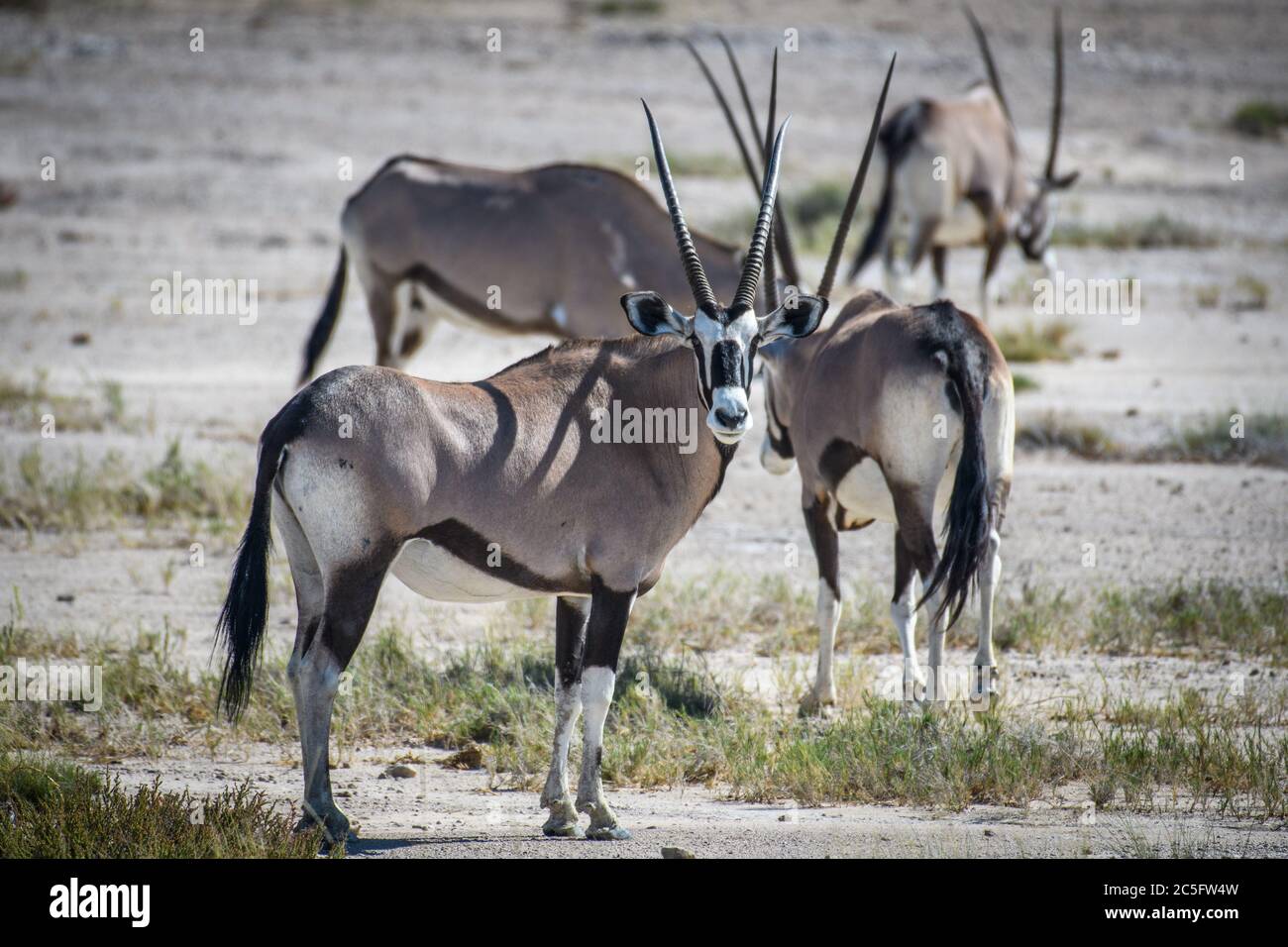 Gemsbok (oryx Gazella) in Etosha National Park, Namibia Stock Photo - Alamy