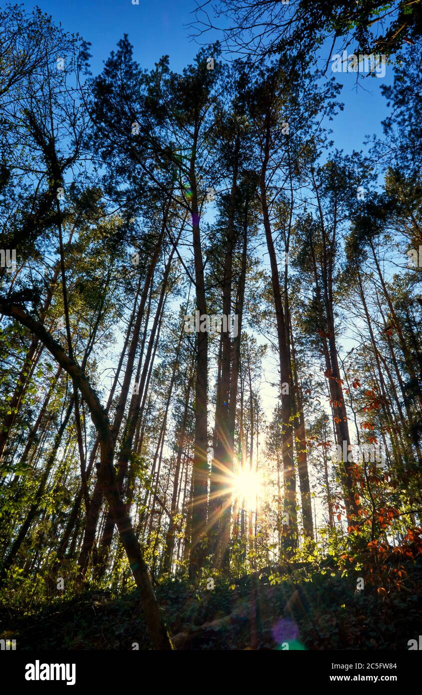Sun rays between the trees in the forest with blue sky Stock Photo - Alamy