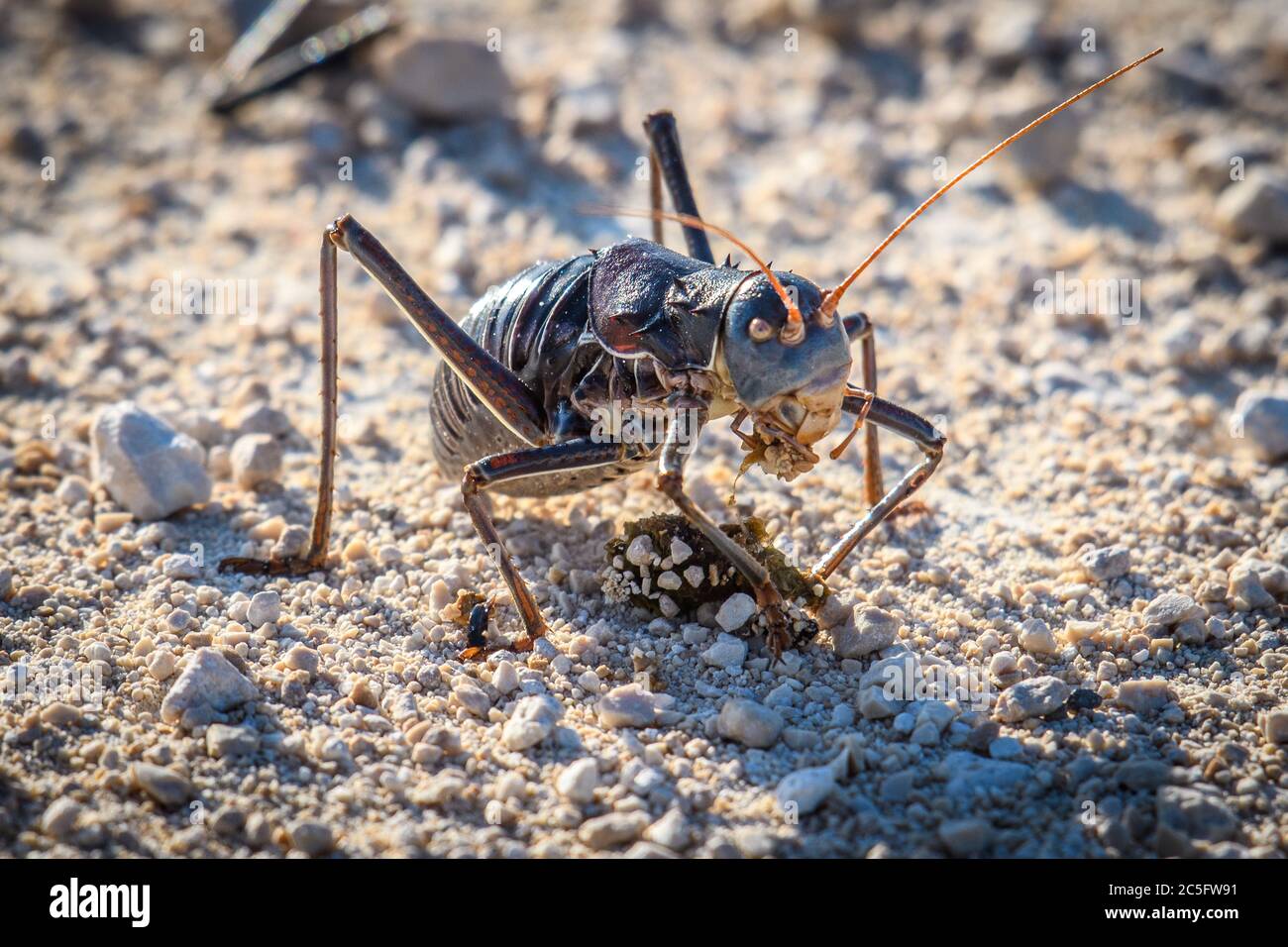 Armored cricket hi-res stock photography and images - Alamy